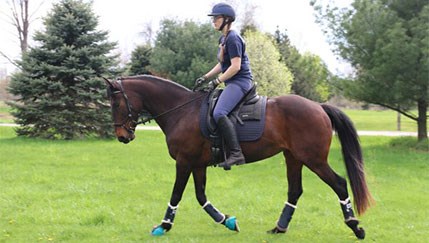 SmartPak Equine: Horse Supplements, Tack and Supplies