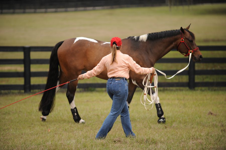 Q&A with Team SmartPak Rider Lynn Palm: How to Longe and Long Line a ...