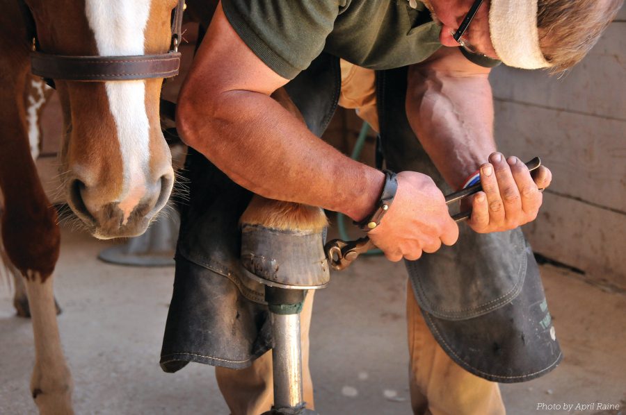 How to Choose the Right Farrier for Your Horse | SmartPak Blog