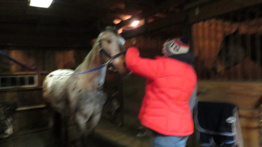 My Perfect Pony Proposal | SmartPak Blog