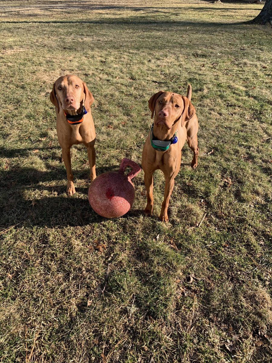 SmartPak Dog Blog: Derby and Piper’s Puppy Picks | SmartPak Blog