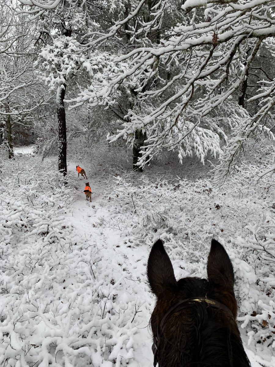 SmartPak Dog Blog: Derby and Piper’s Puppy Picks | SmartPak Blog