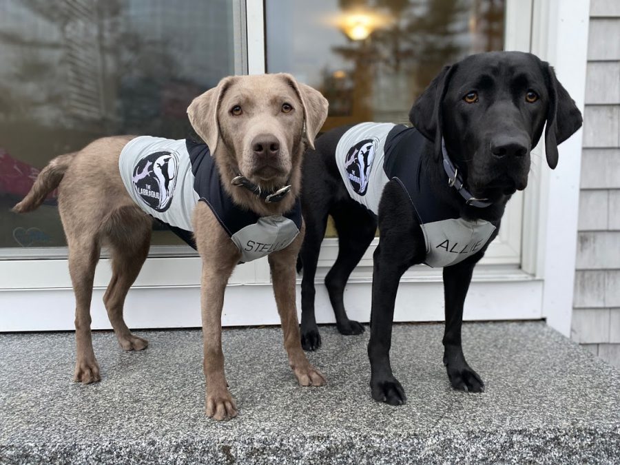 SmartPak Dog Blog: A Deep Dive into Canine Supplements | SmartPak Blog