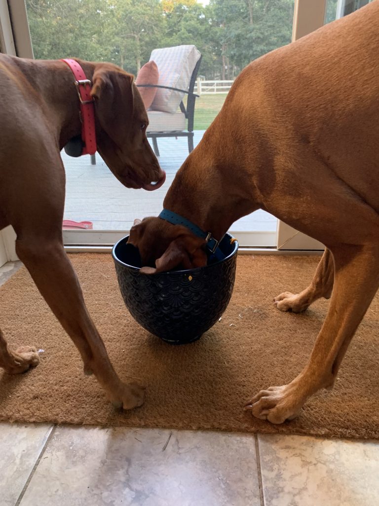 SmartPak Recipe: No-Sugar Pumpkin Pet Treats | SmartPak Blog