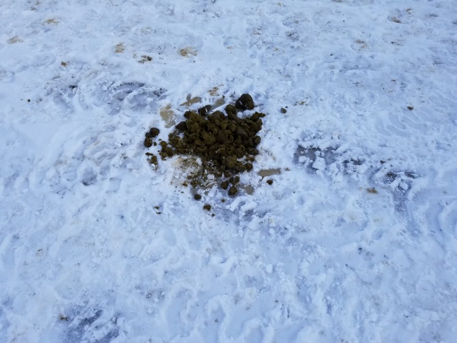 Winter Poop Patrol | SmartPak Blog