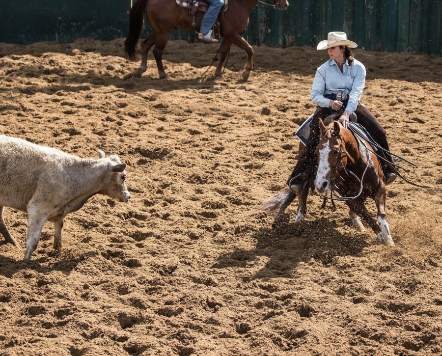 Why I Ride: Cutting Horses | SmartPak Blog