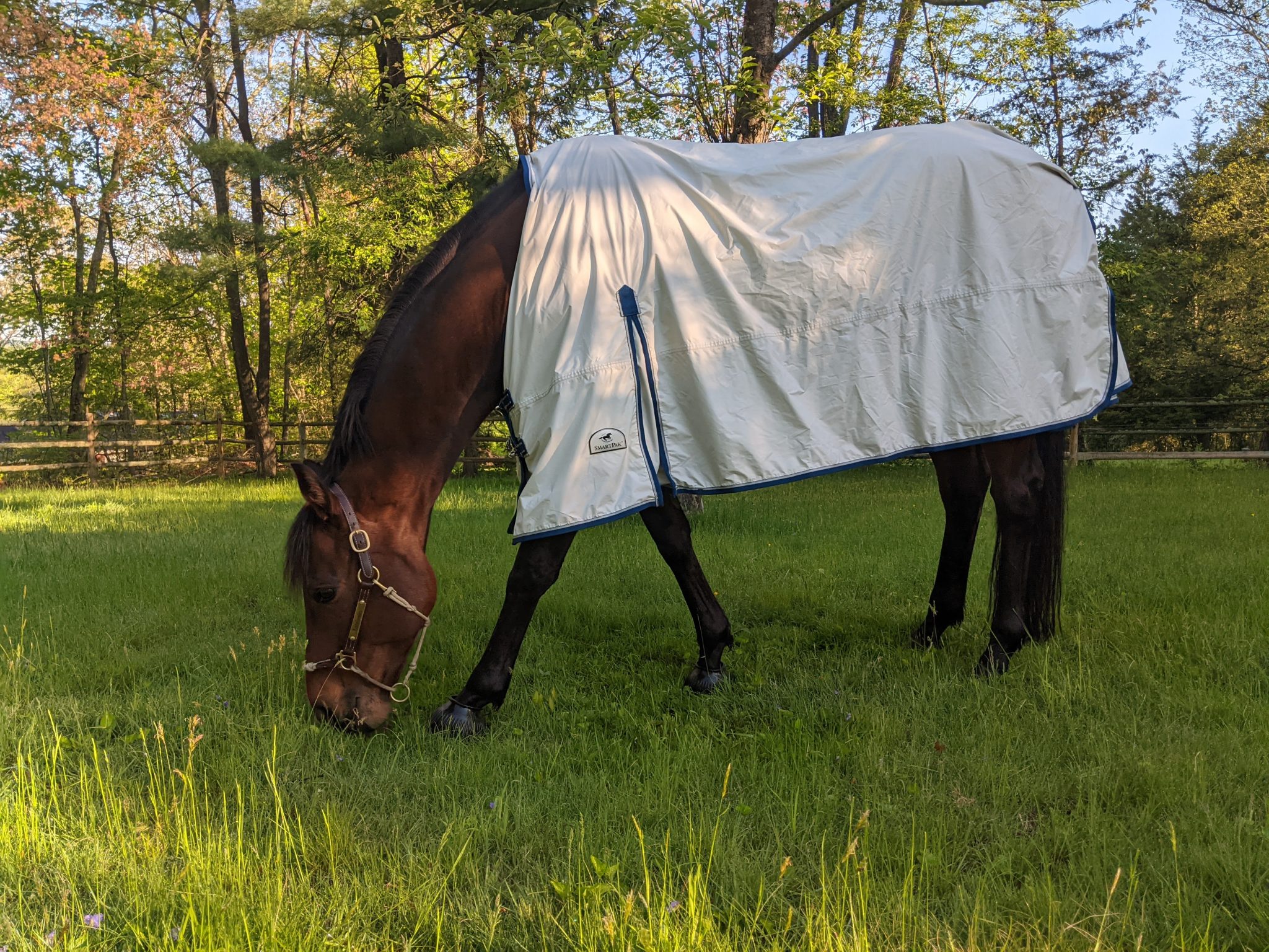 SmartPaker Product Review: SmartPak Rain & Fly Sheet Duo System ...
