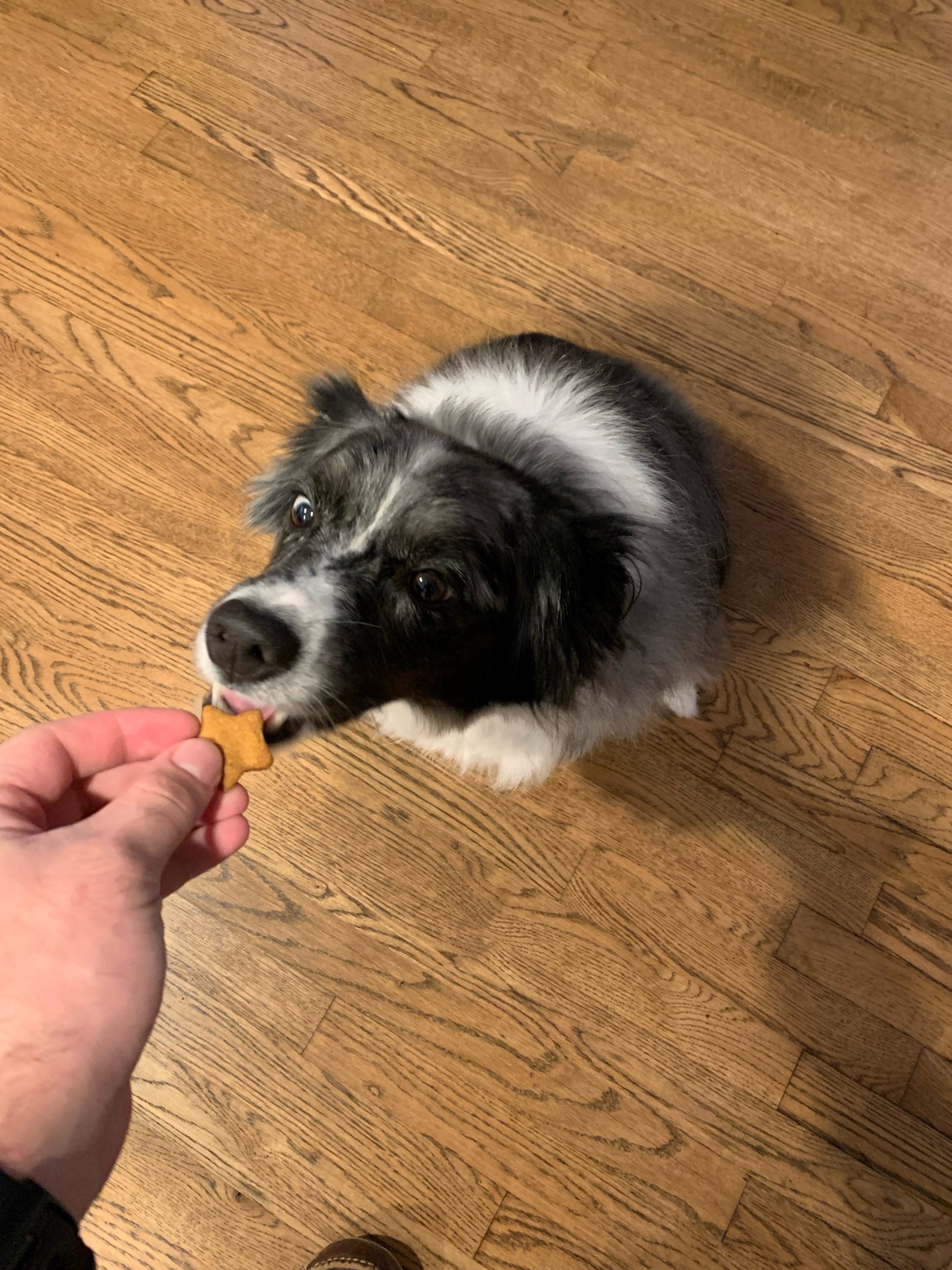 SmartPaker Erika’s Peanut Butter Pumpkin Spice Dog Treats | SmartPak Blog