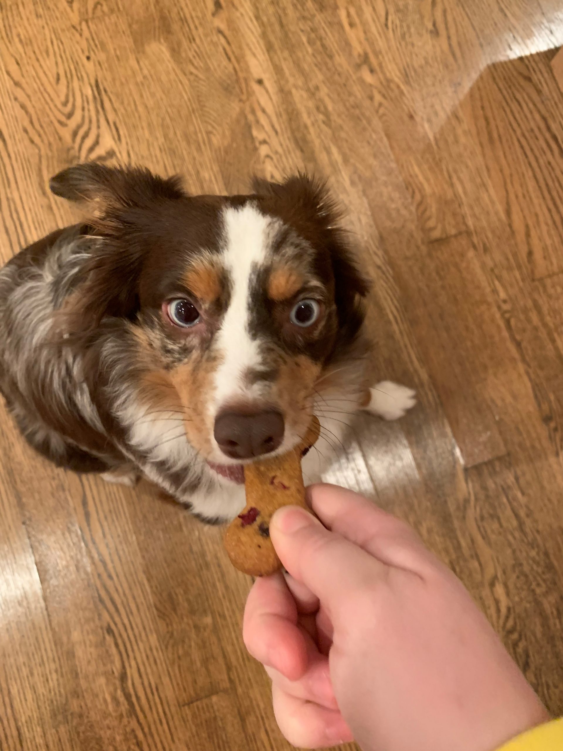 SmartPak Recipe: Festive Holiday Dog Treats Recipe