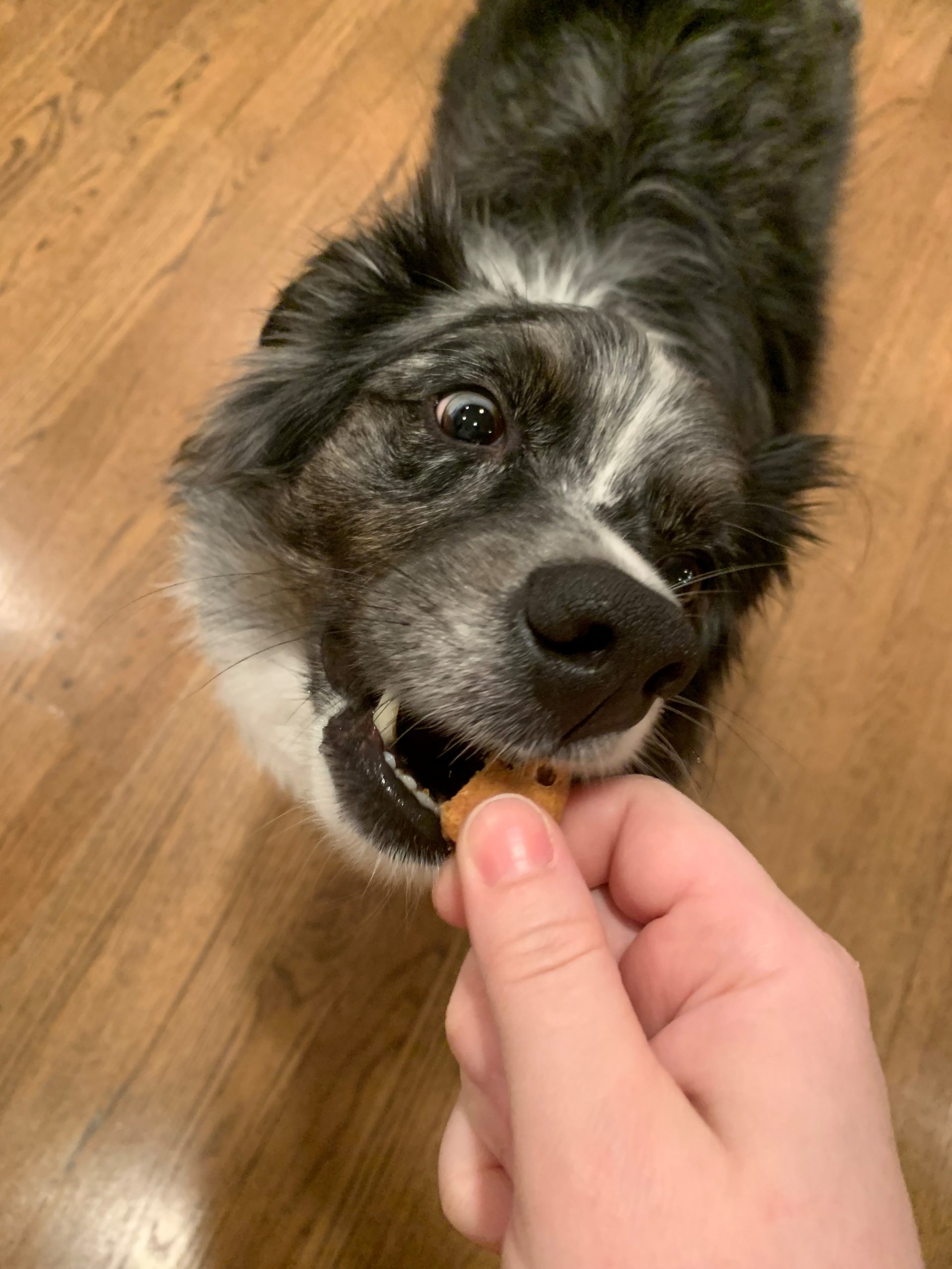 SmartPak Recipe: Festive Holiday Dog Treats Recipe