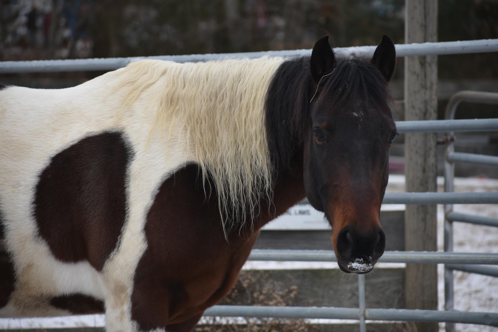 Waco in a Winter Wonderland | SmartPak Blog