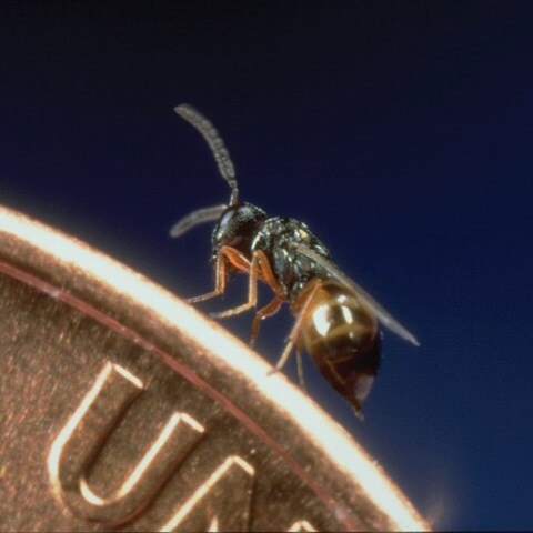 Crusader Fly Mask - Quiet Ride - Long Without Ears - SmartPak Equine