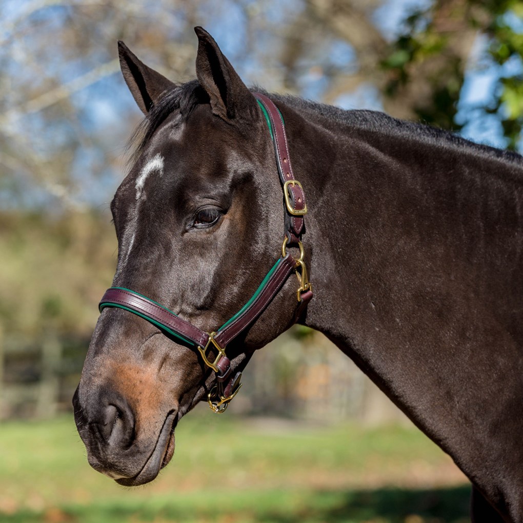 SmartPak Soft Padded Leather Halter