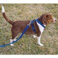Sure-Fit Harness