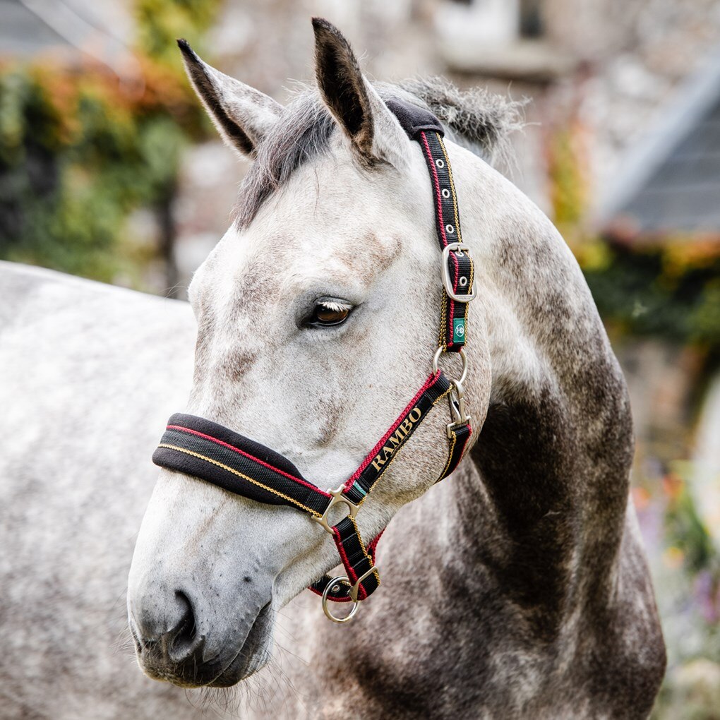 Rambo® Padded Halter