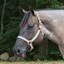 Big D Nylon Halter
