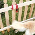 KeepSafe Emergency Release Collar