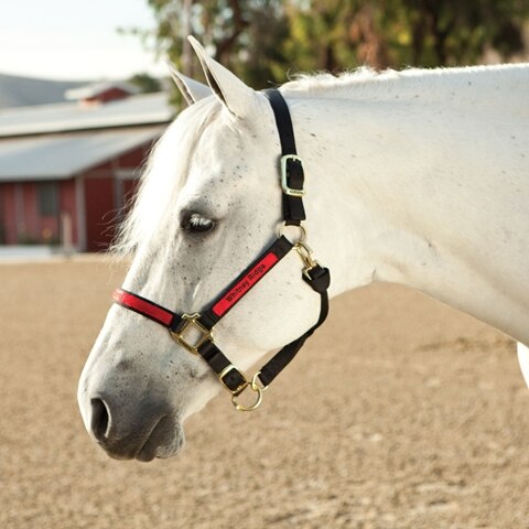 Weaver Custom Overlay Halter - SmartPak Equine