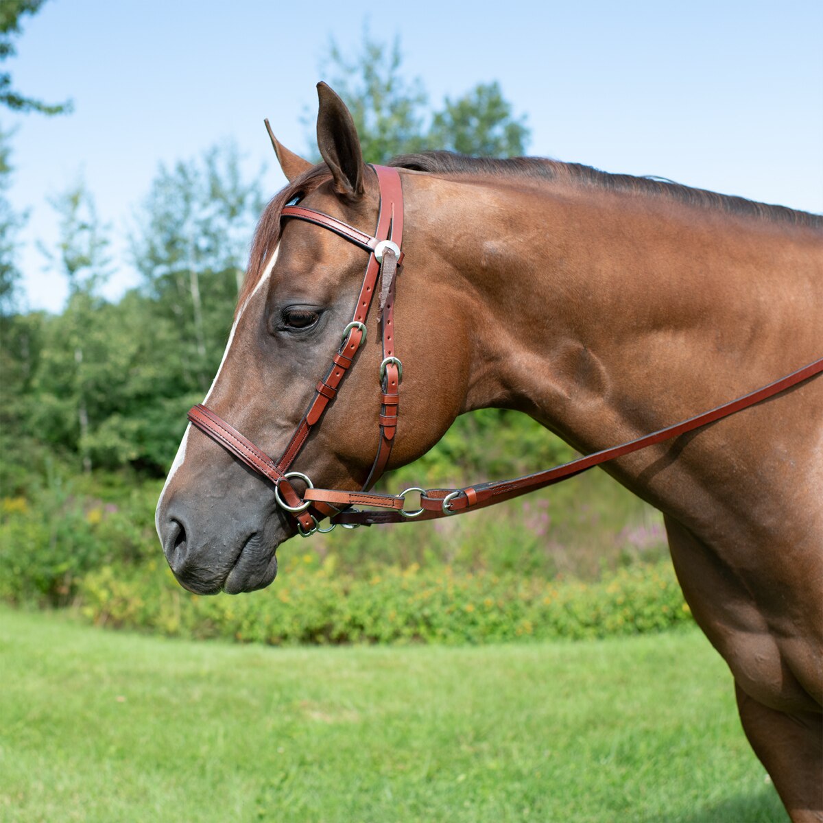 Dr. Cook® Bitless Western Headstall