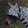 Zebra Fly Mask