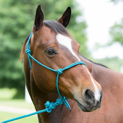 Horse Tack & Supplies - SmartPak Equine