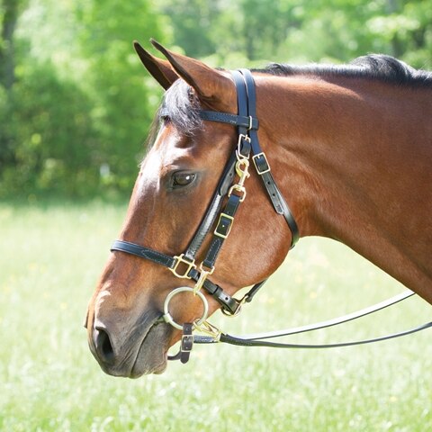 Tory Leather Combination Halter & Trail Bridle - SmartPak Equine