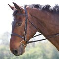 Camelot Plain Raised Padded Bridle