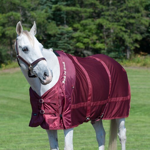 Back on Track Mesh Sheet