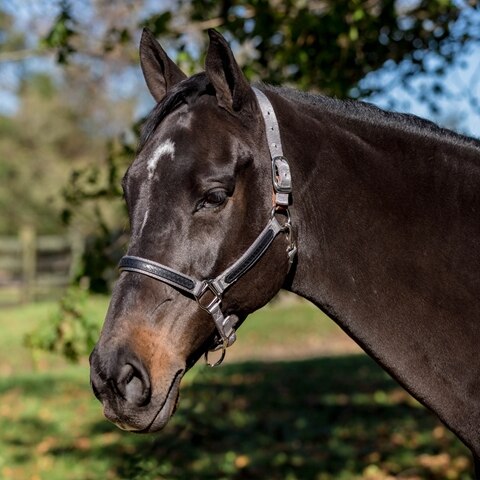 Big D Custom Overlay Halter