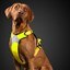 Hurtta Active Harness