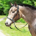 Dr. Cook® Beta Western Bitless Bridle