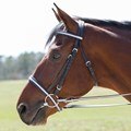 SmartPak Reflective Beta Bridle