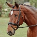 Wellfleet® Contoured Patent Leather Bridle