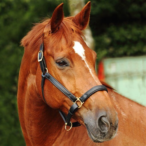 Stubben Wrapped Leather Halter