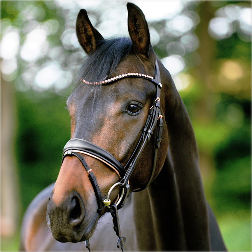 Kavalkade Rose Bridle