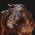 Wellfleet® Ergonomic Bridle